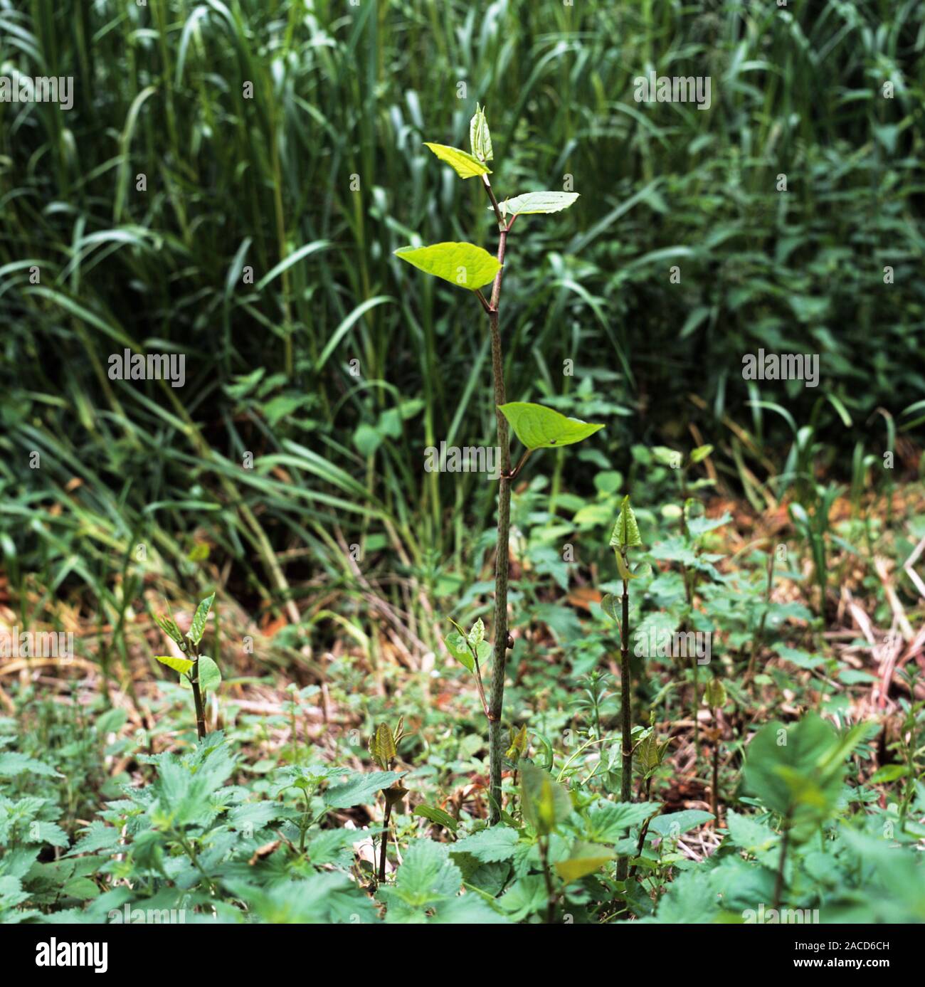 Japanese knotweed (Fallopia japonica) growing rapidly after being cut ...