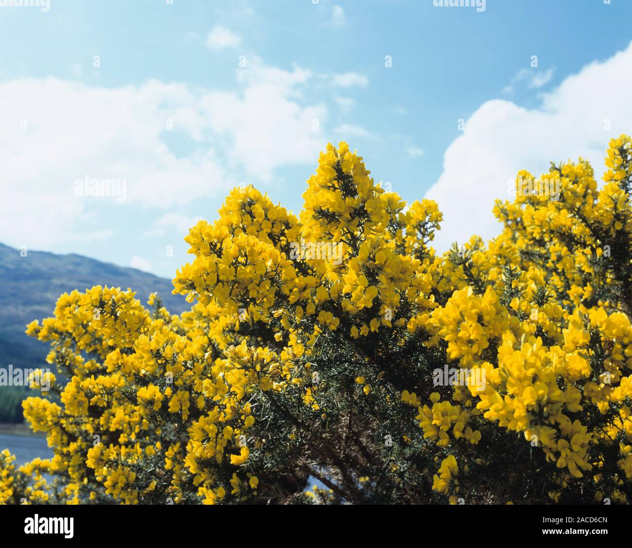 Common gorse (Ulex europaeus), also known as Irish gorse. This plant is ...