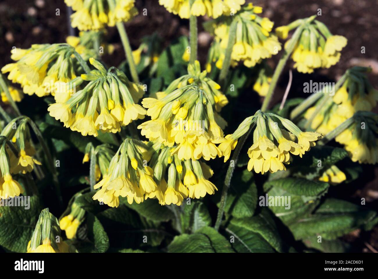 Oxlip flowers. The oxlip (Primula elatior) is a type of primrose native ...