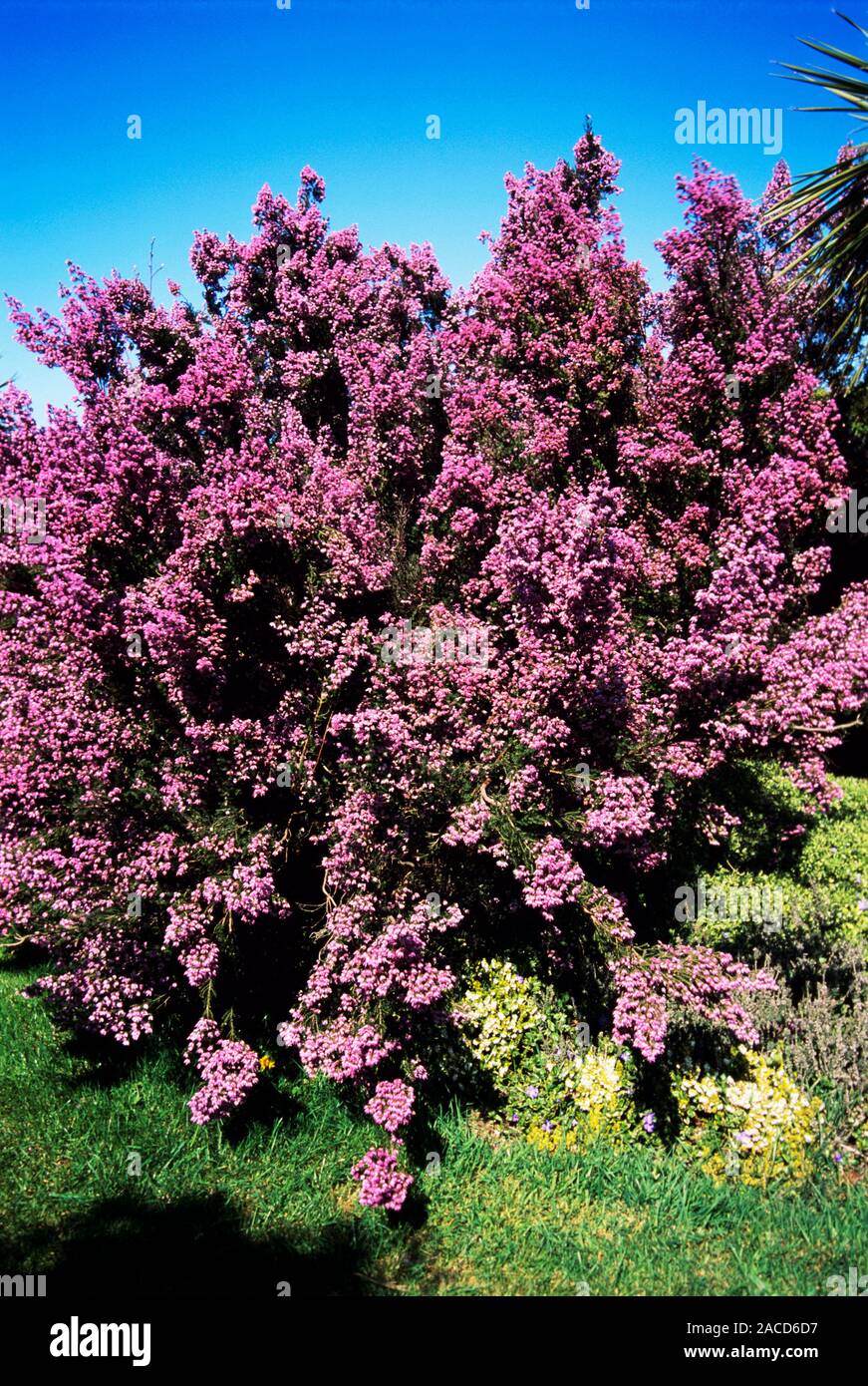 Heather bush in flower. This is the Riverslea variety of heather (Erica ...