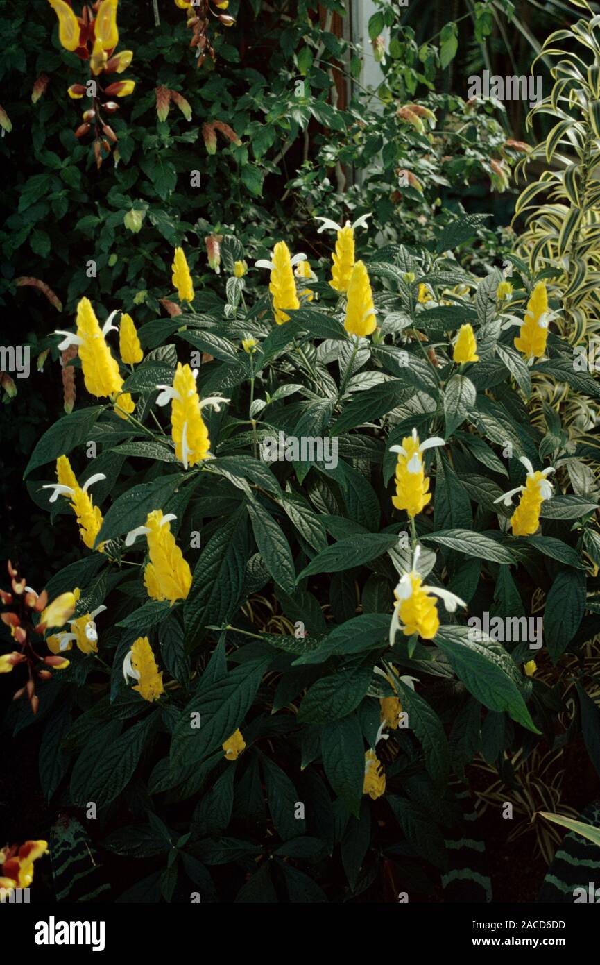 Golden shrimp plant (Pachystachys lutea). This year round bloomer, also ...