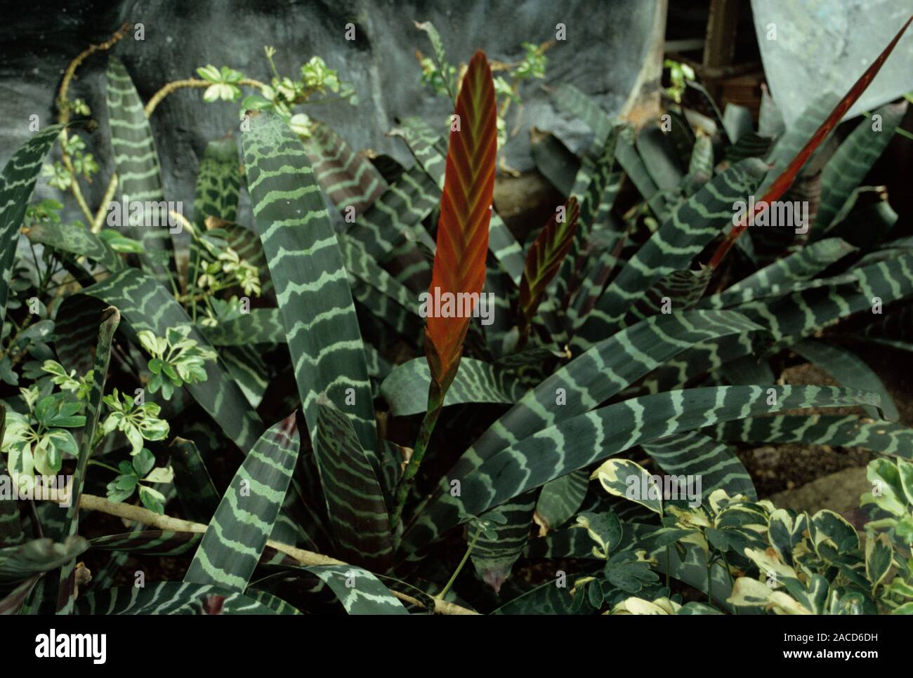 Flaming sword (Vriesea splendens). This tender tropical perennial grows ...