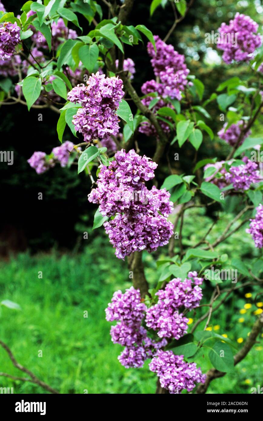 Lilac bush in flower. This is the Mrs Edward Harding variety of the ...