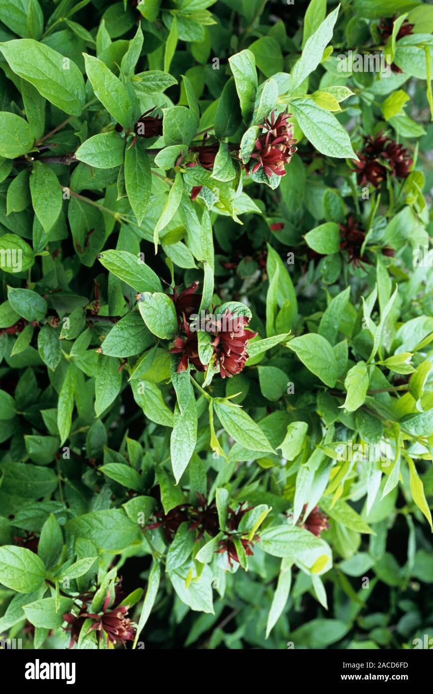 Eastern sweetshrub (Calycanthus floridus) in flower. Also known as the ...