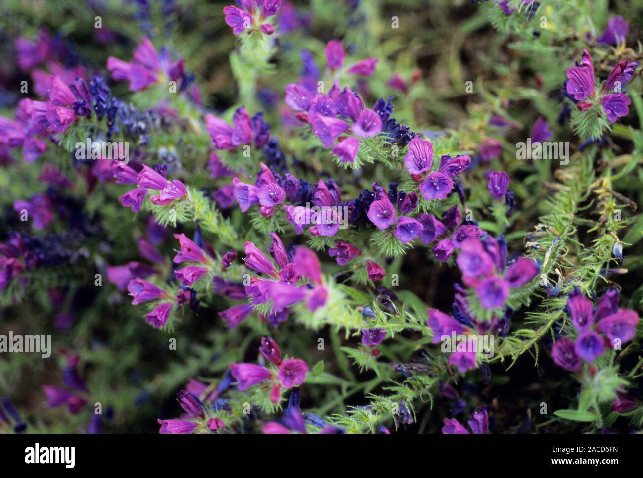 Salvation Jane (Echium plantagineum) flowers. This plant is also known ...