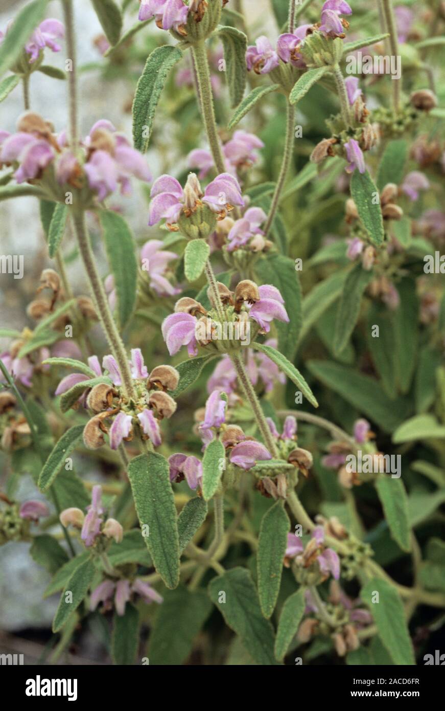Flowers of the Jerusalem sage (Phlomis italica). This plant is native ...