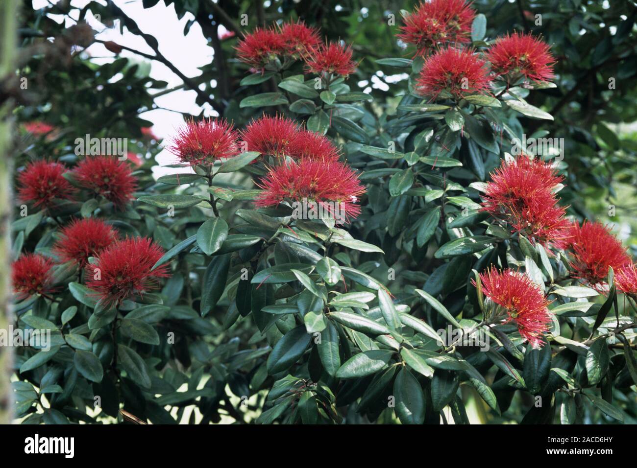 New Zealand Christmas tree (Metrosideros tomentosa Stock Photo - Alamy
