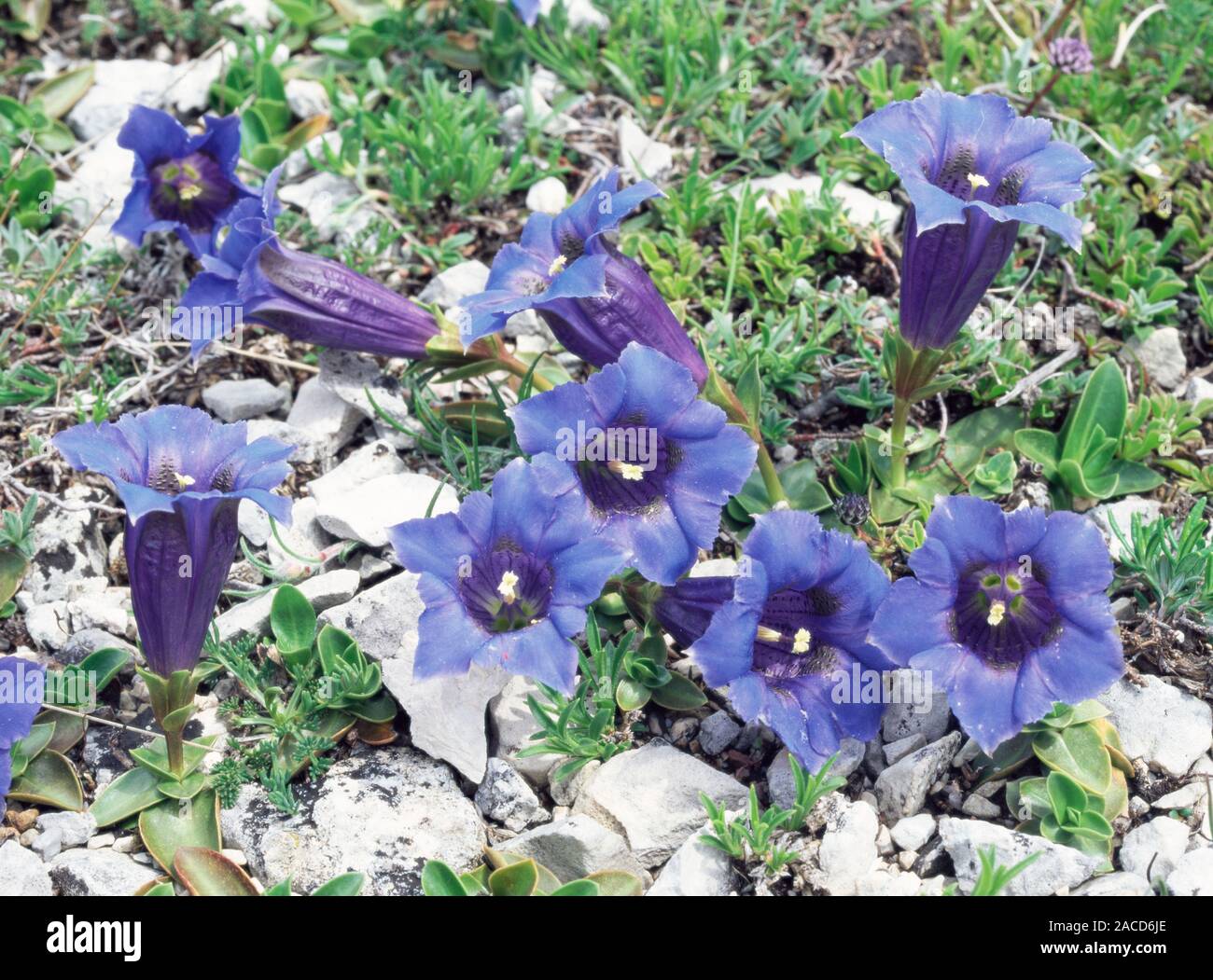 Trumpet gentians (Gentiana acaulis) growing on rocky ground ...