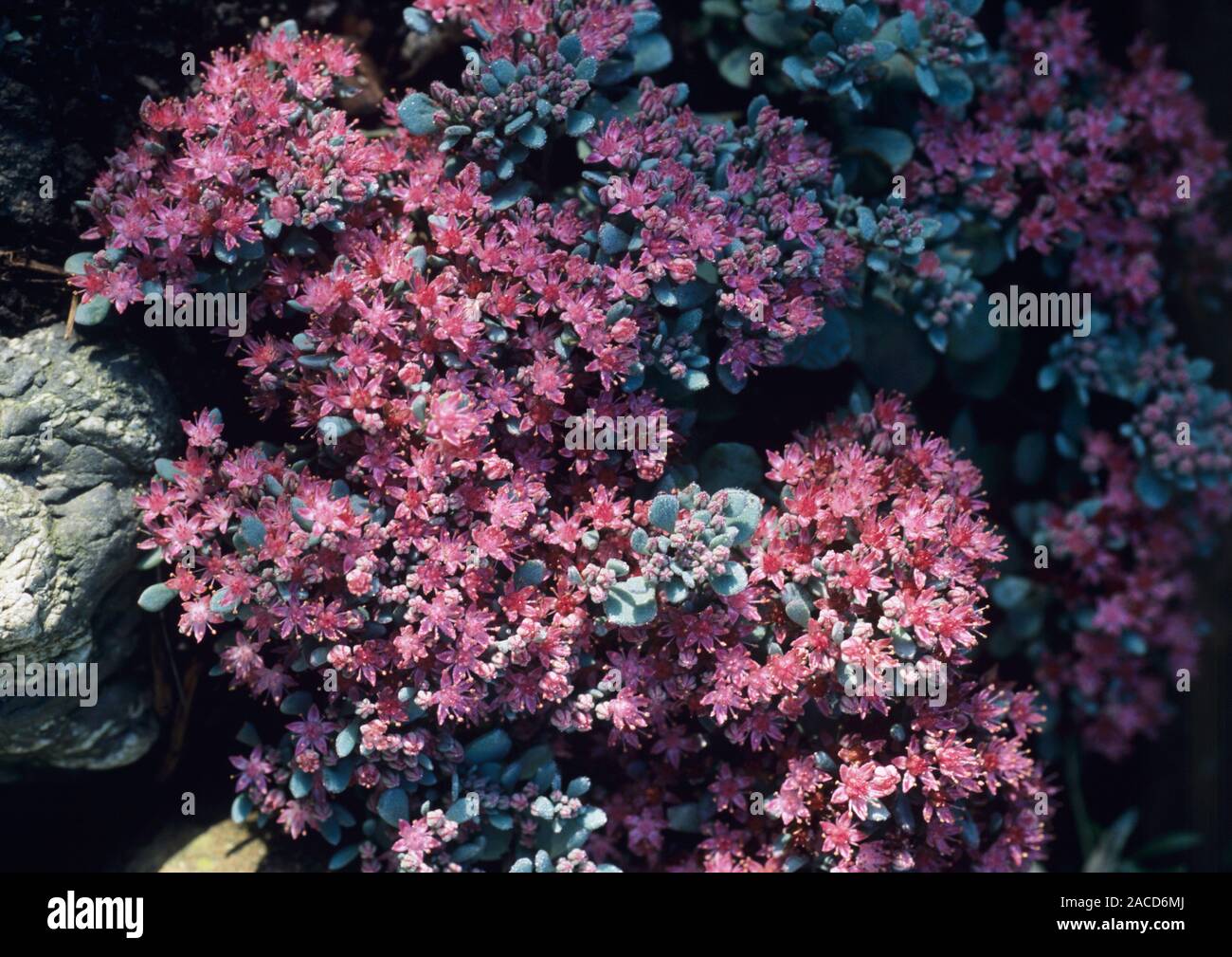Stone crop (Sedum 'Coca Cola') plants Stock Photo - Alamy