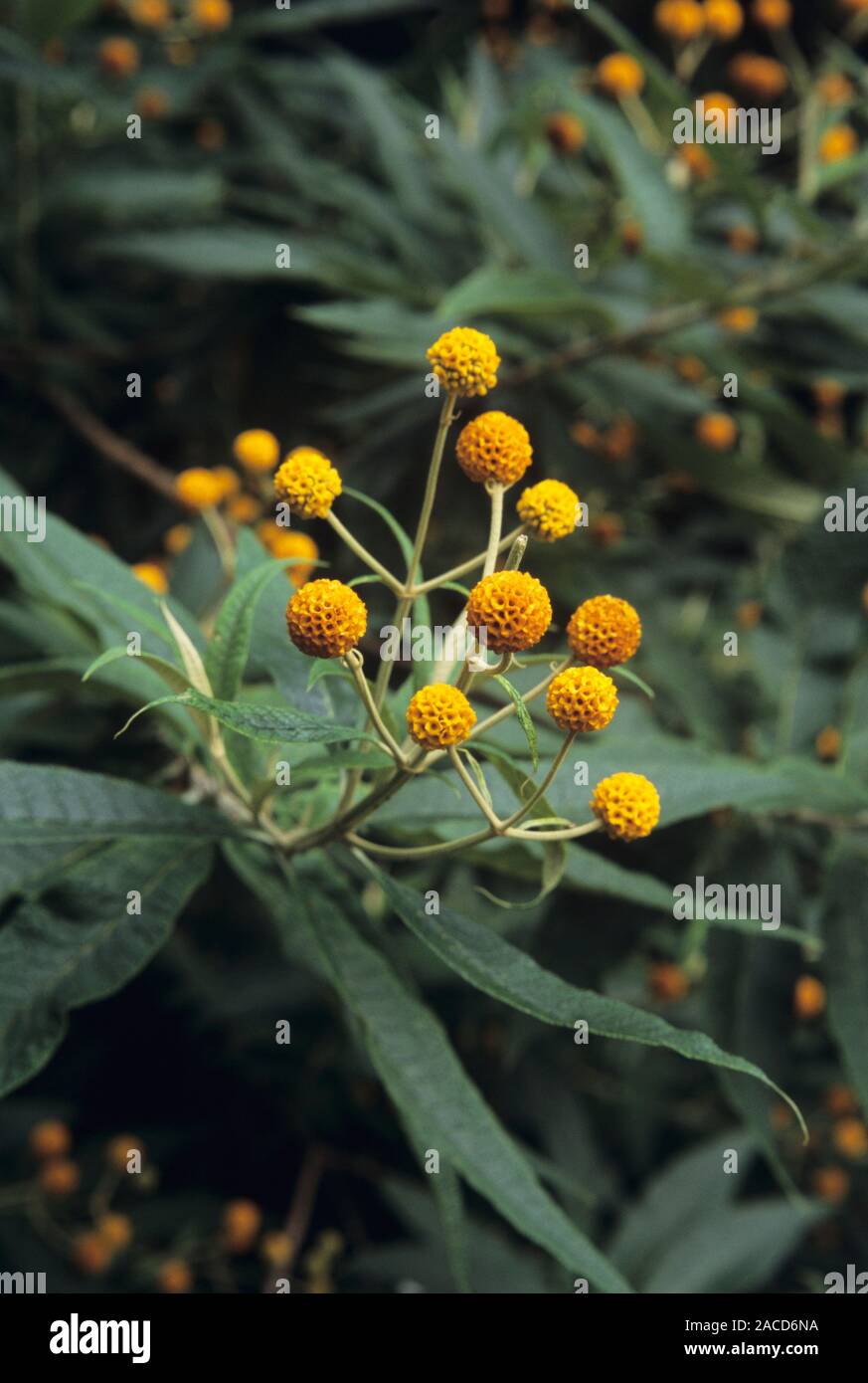 Orange ball tree (Buddleia globosa) flowers Stock Photo - Alamy