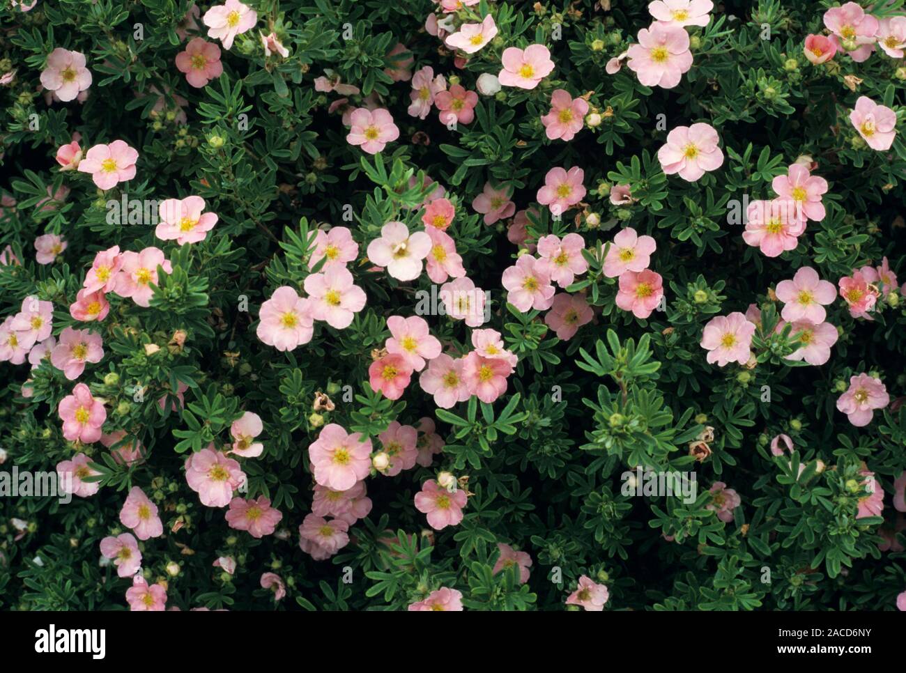 Buttercup shrub (Potentilla 'Pink Beauty') flowers Stock Photo - Alamy