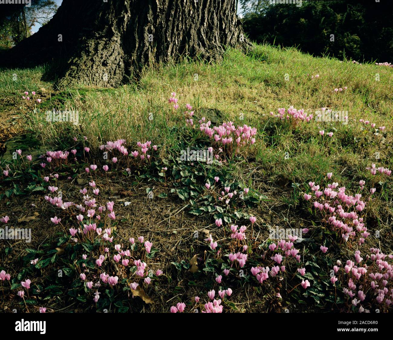 Cyclamens (Cyclamen hederifolium, formerly neapolitanum) growing around ...