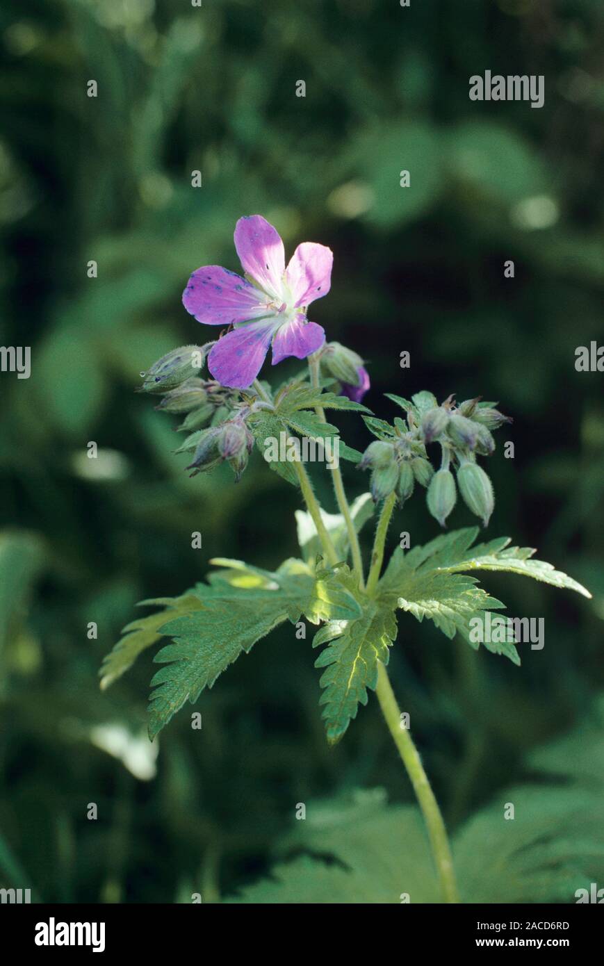 Wood cranesbill (Geranium sylvaticum) flowering in the Scottish ...