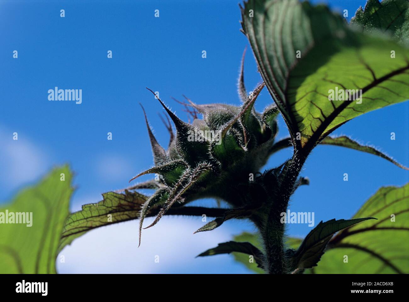 Sunflower (Helianthus sp.) bud Stock Photo - Alamy