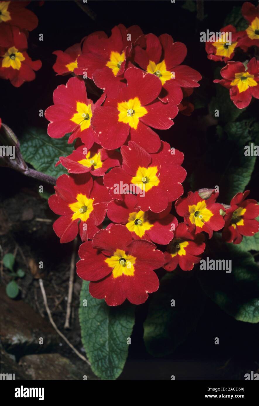 Polyanthus (Primula polyanthus) in April. Photographed in Penicuik ...