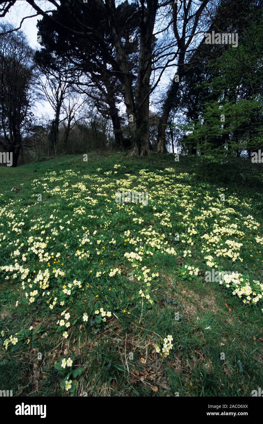 Primroses (Primula vulgaris). The primrose is a popular garden plant ...