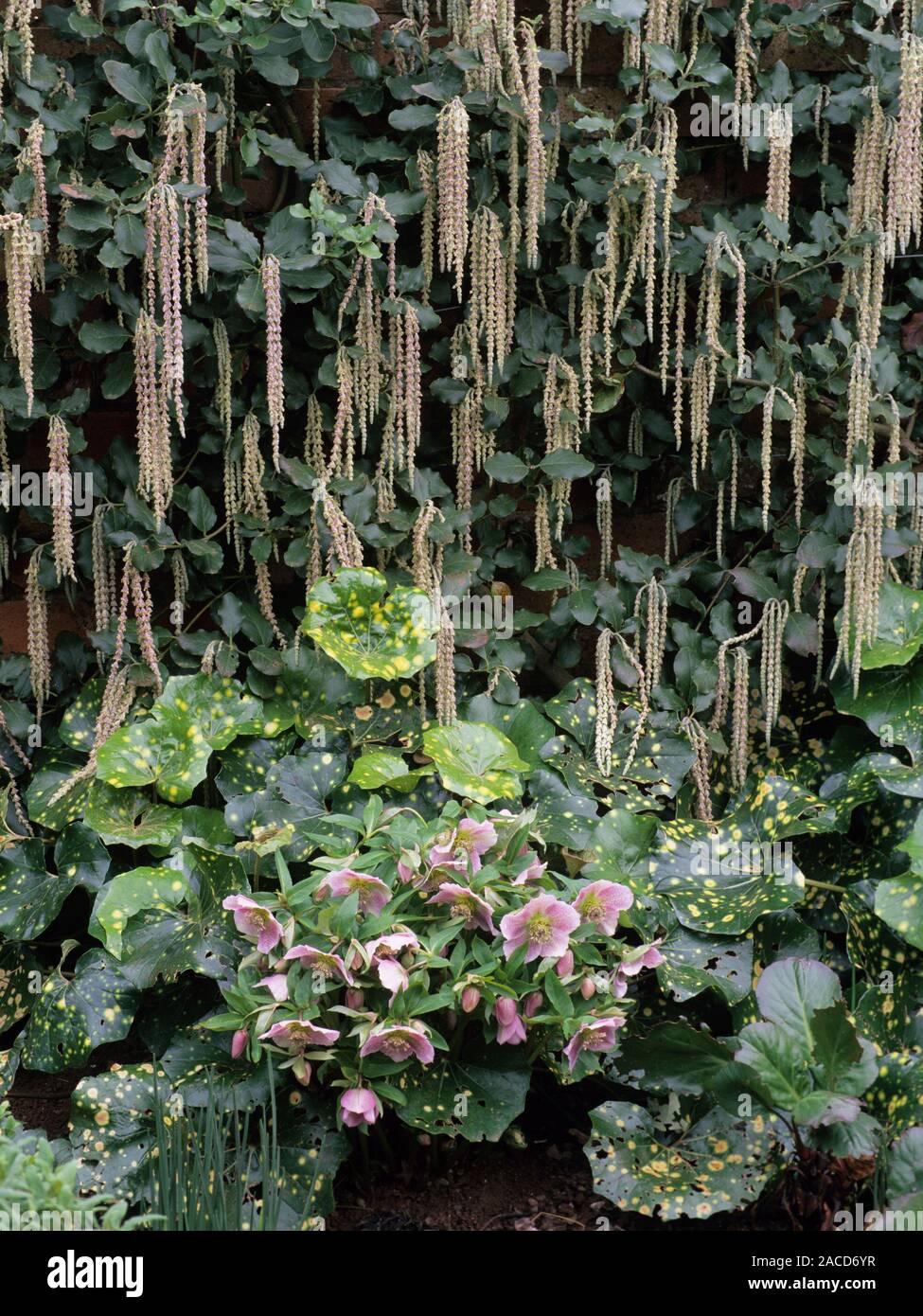 Silktassel bush (Garrya elliptica, upper frame) in flower. Below it are ...
