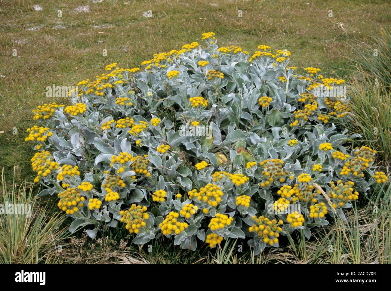 Sea cabbage (Senecio candicans) in flower. Photographed on West Point ...
