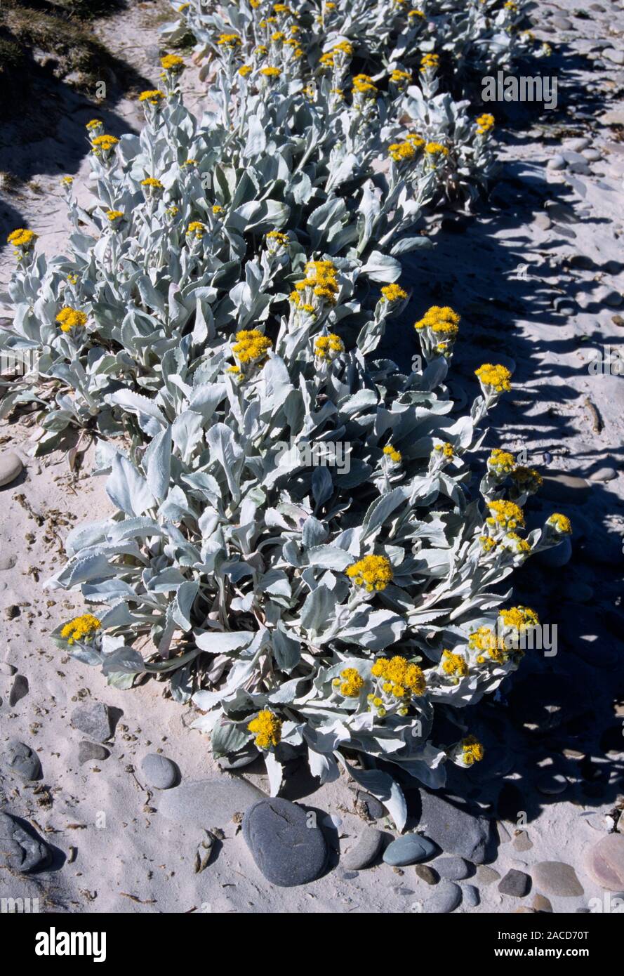 Sea cabbage (Senecio candicans) in flower. Photographed on Carcass ...