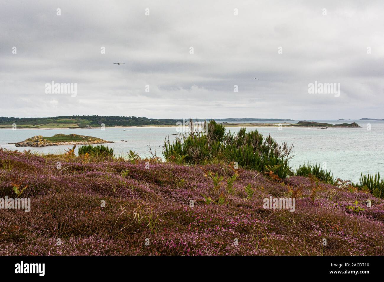 Tresco seen from Samson, Isles of Scilly Stock Photo - Alamy
