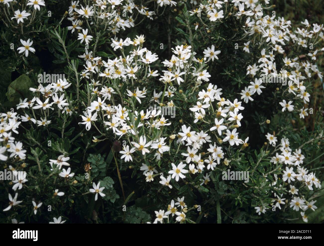 Fachine bush (Chiliotrichum diffusum) in flower. Photographed in Tierra ...