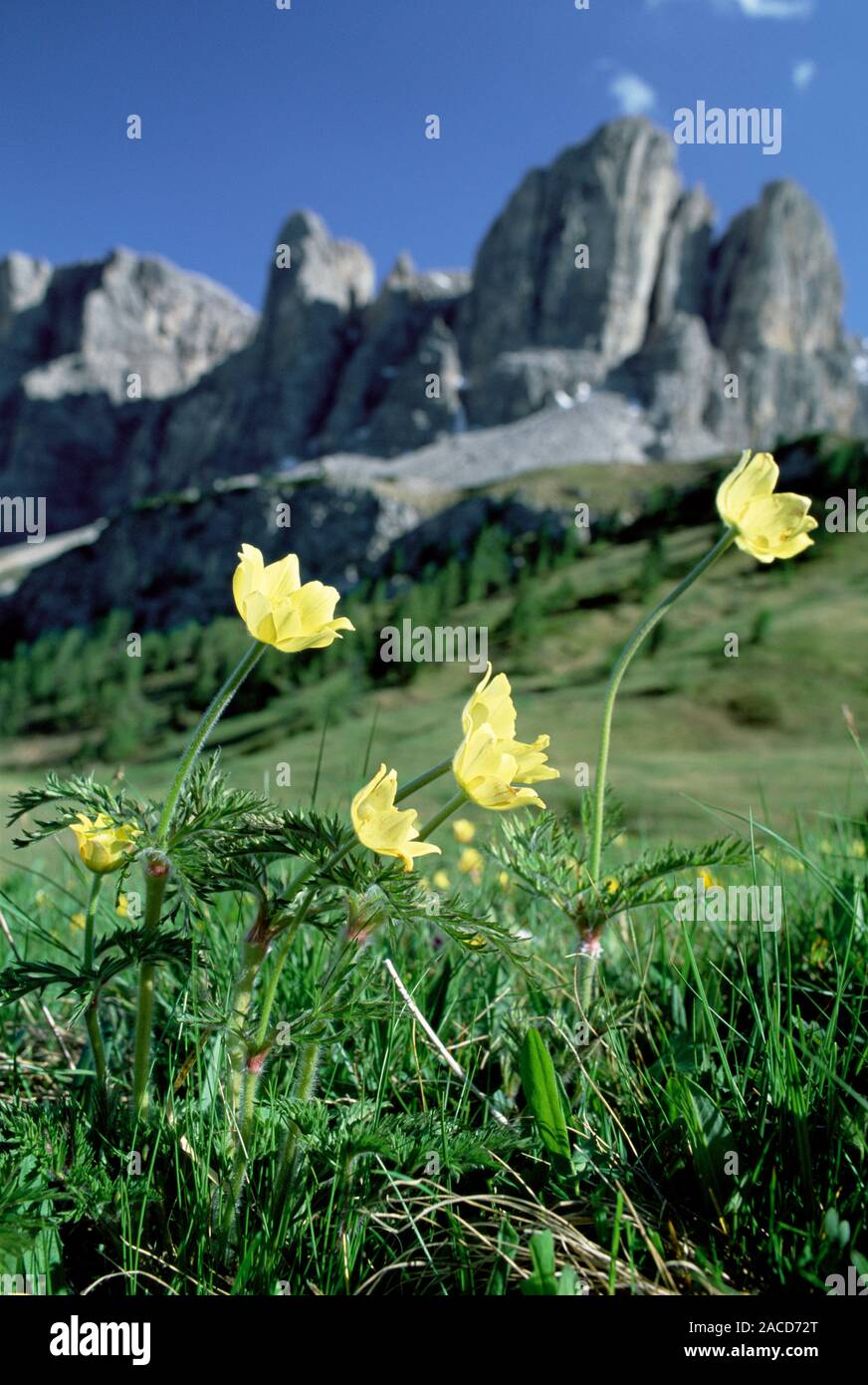 Yellow pasque flowers (Pulsatilla sulphurea) in the Dolomites, Italy ...
