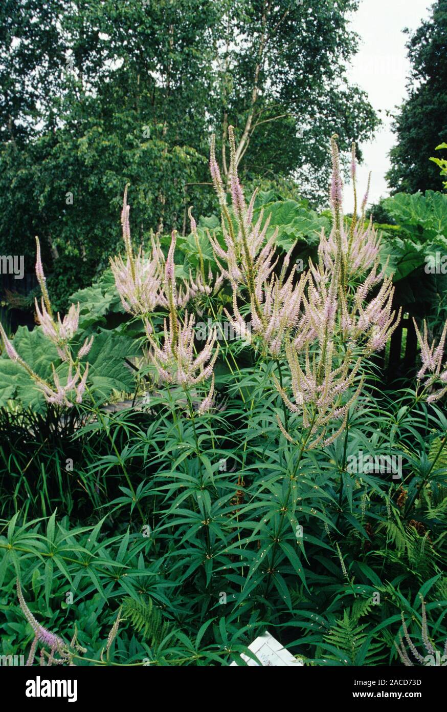 Culver's Root (Veronicastrum virginicum 'Fascination') flowers. This ...