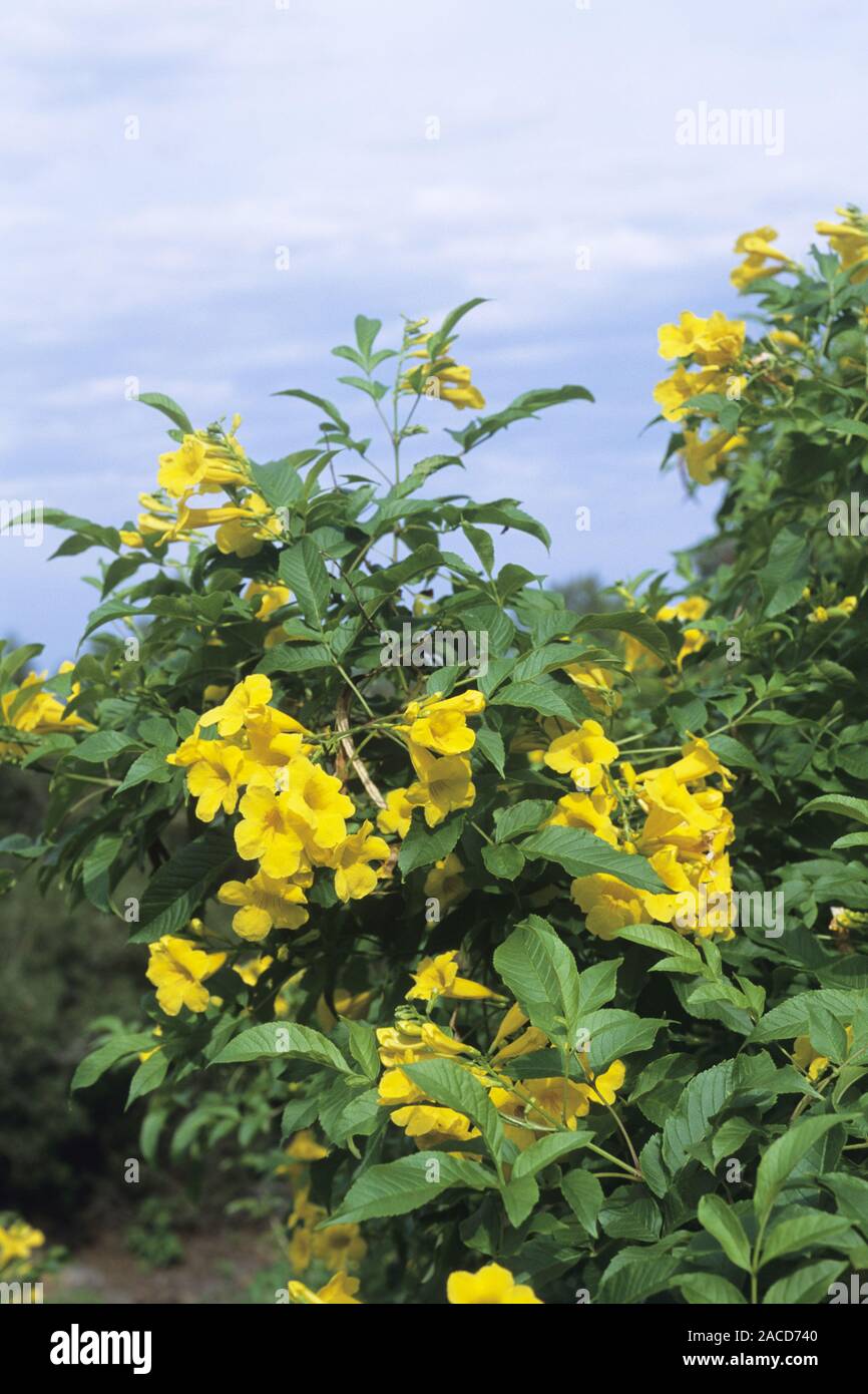 Trumpet flowers (Tecoma sp Stock Photo - Alamy