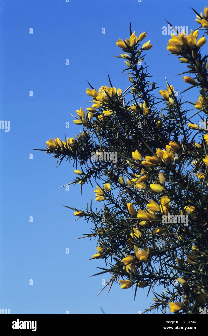 Common gorse (Ulex europaeus) in flower. This evergreen shrub, which is ...