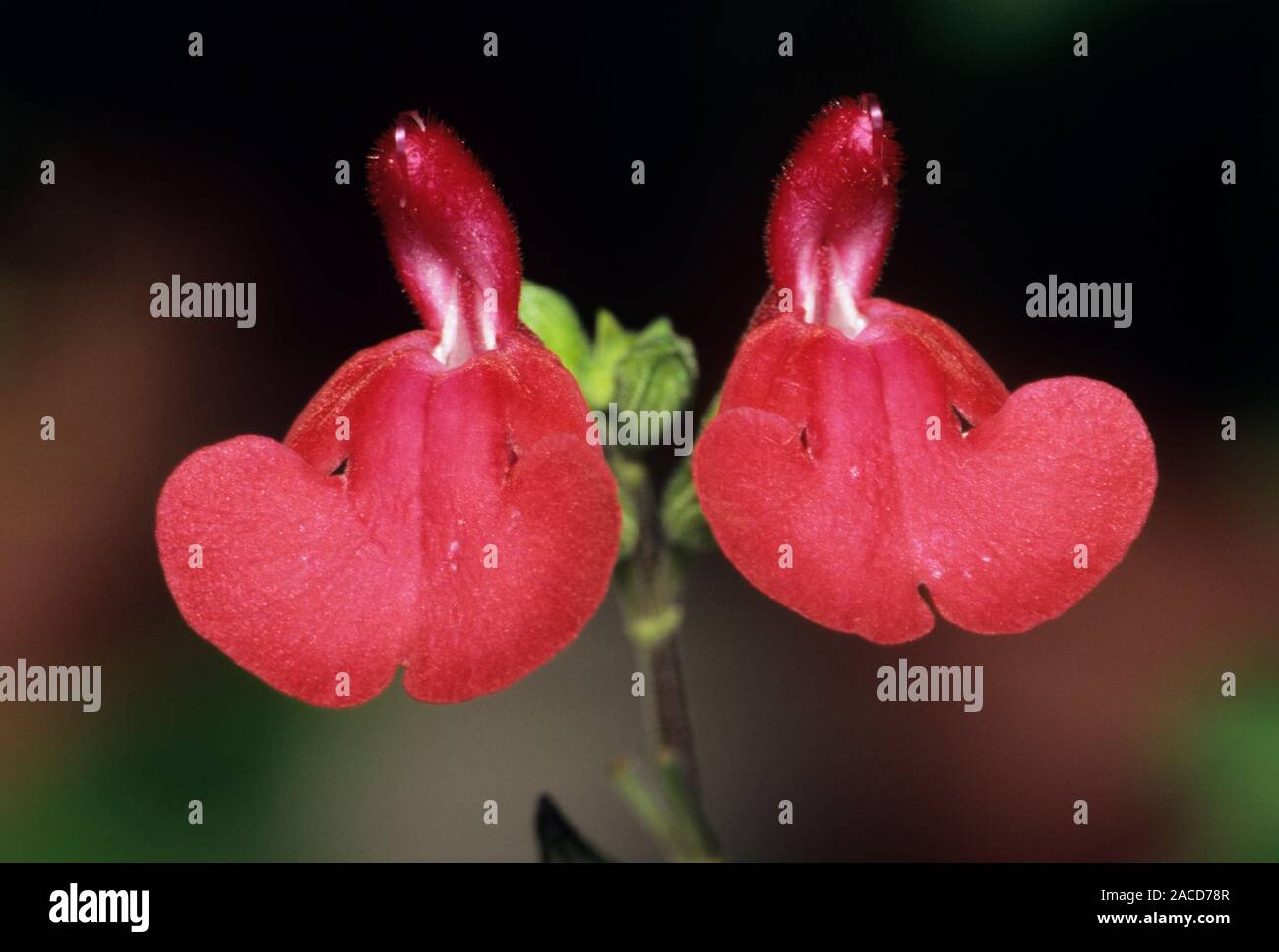 Little leaf sage (Salvia grahamii) flower Stock Photo - Alamy