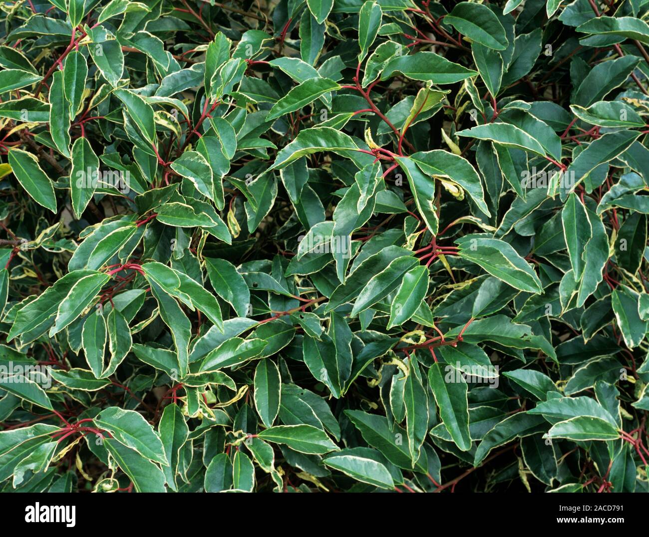 Variegated portuguese laurel (Prunus lusitanica 'Variegata') foliage ...