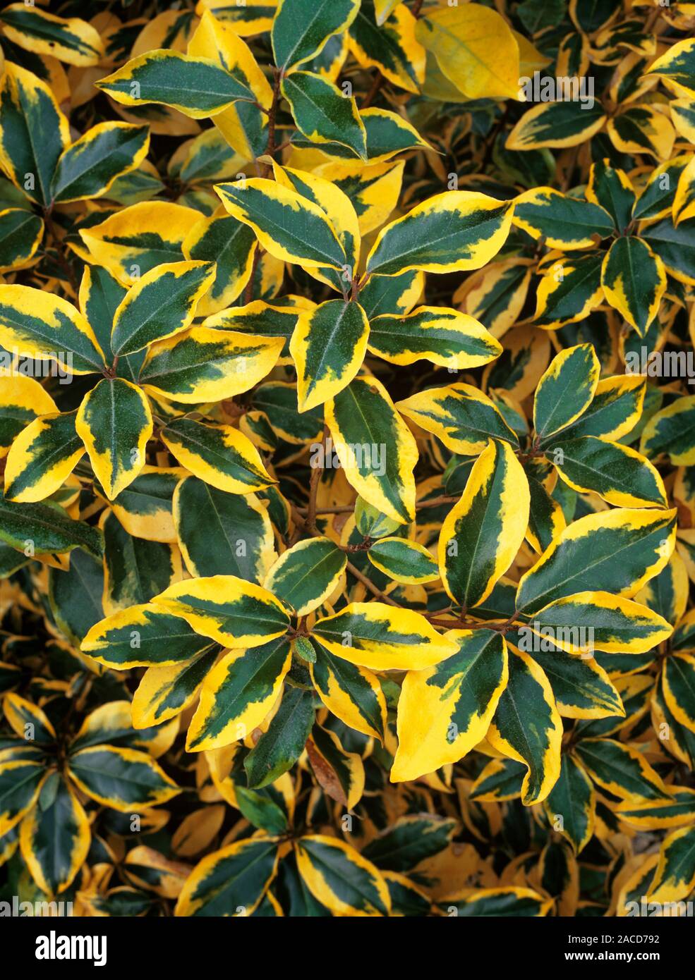 Oleaster (Elaeagnus x ebbingei 'Gilt Edge') foliage Stock Photo - Alamy