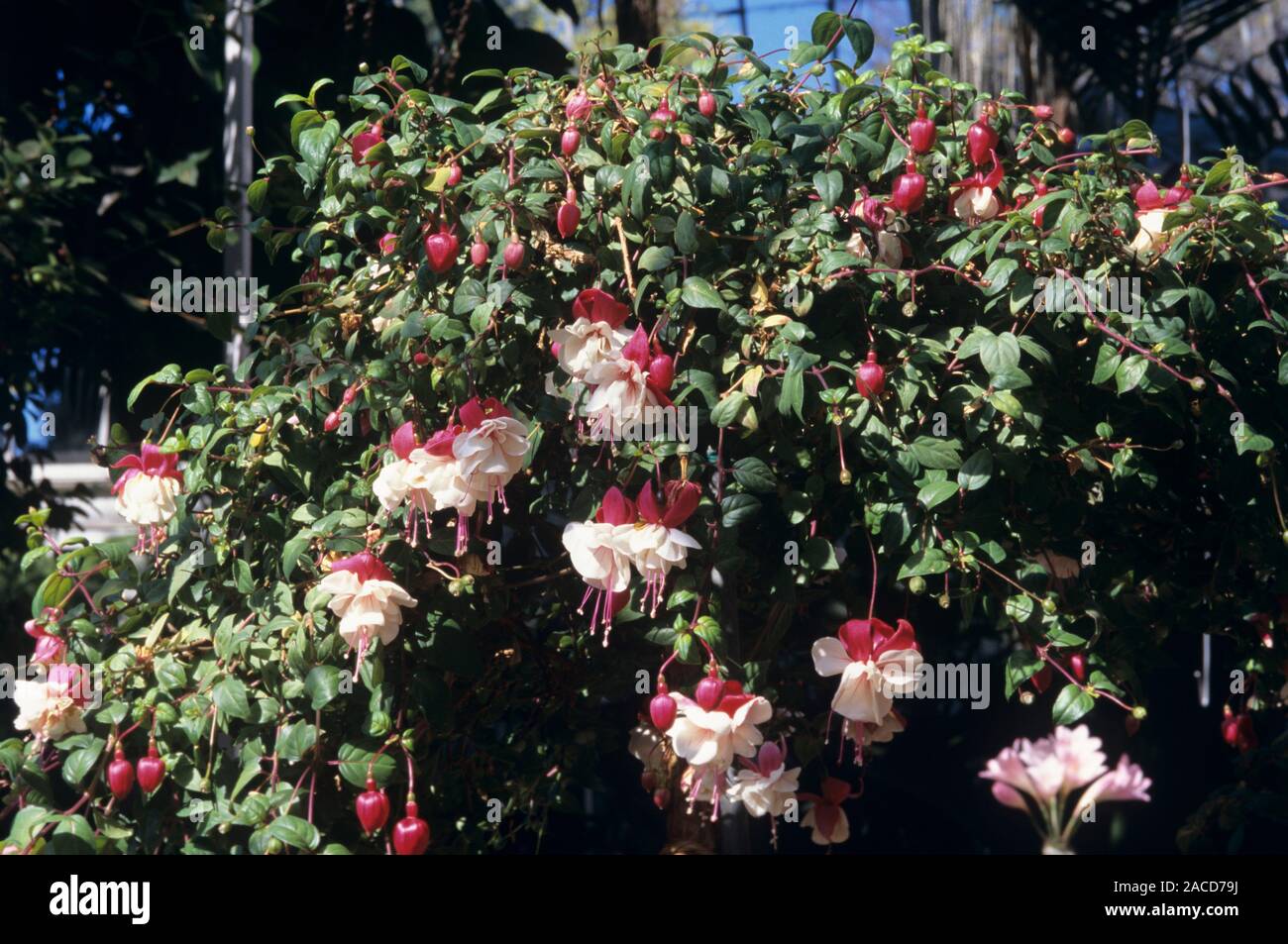 Fuchsia flowers (Fuchsia 'Swingtime' Stock Photo - Alamy