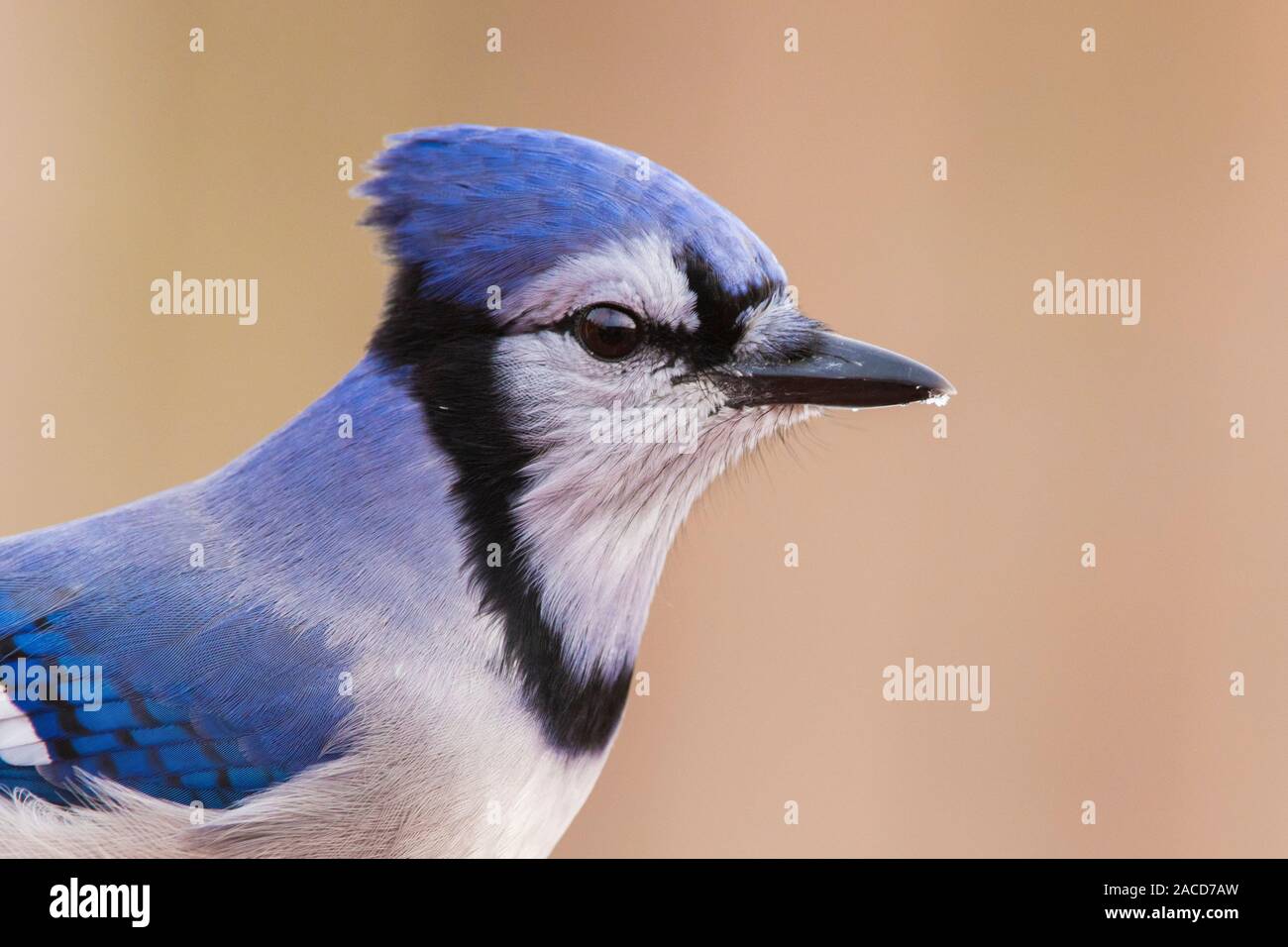 Blue jay portrait Stock Photo - Alamy