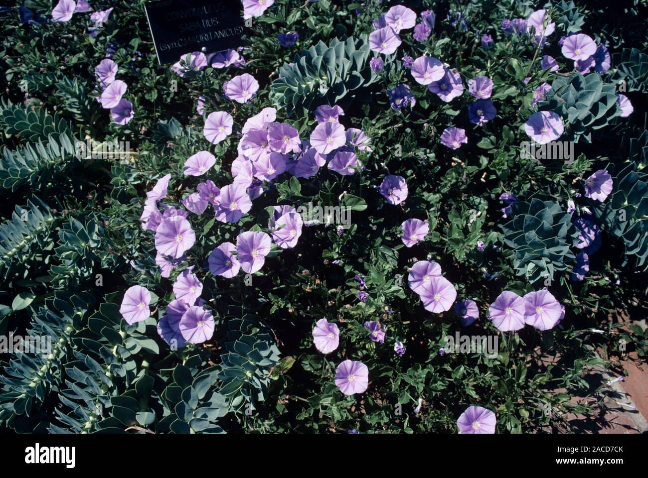 Ground morning glory (Convolvulus sabatius mauritanicus) flowers Stock ...
