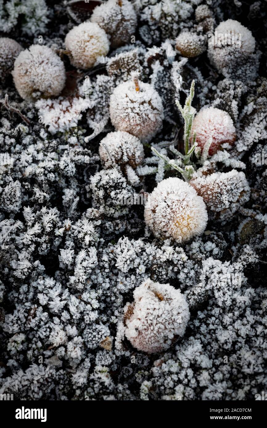 Wind fallen apples rotting on the ground covered in frost Stock Photo ...