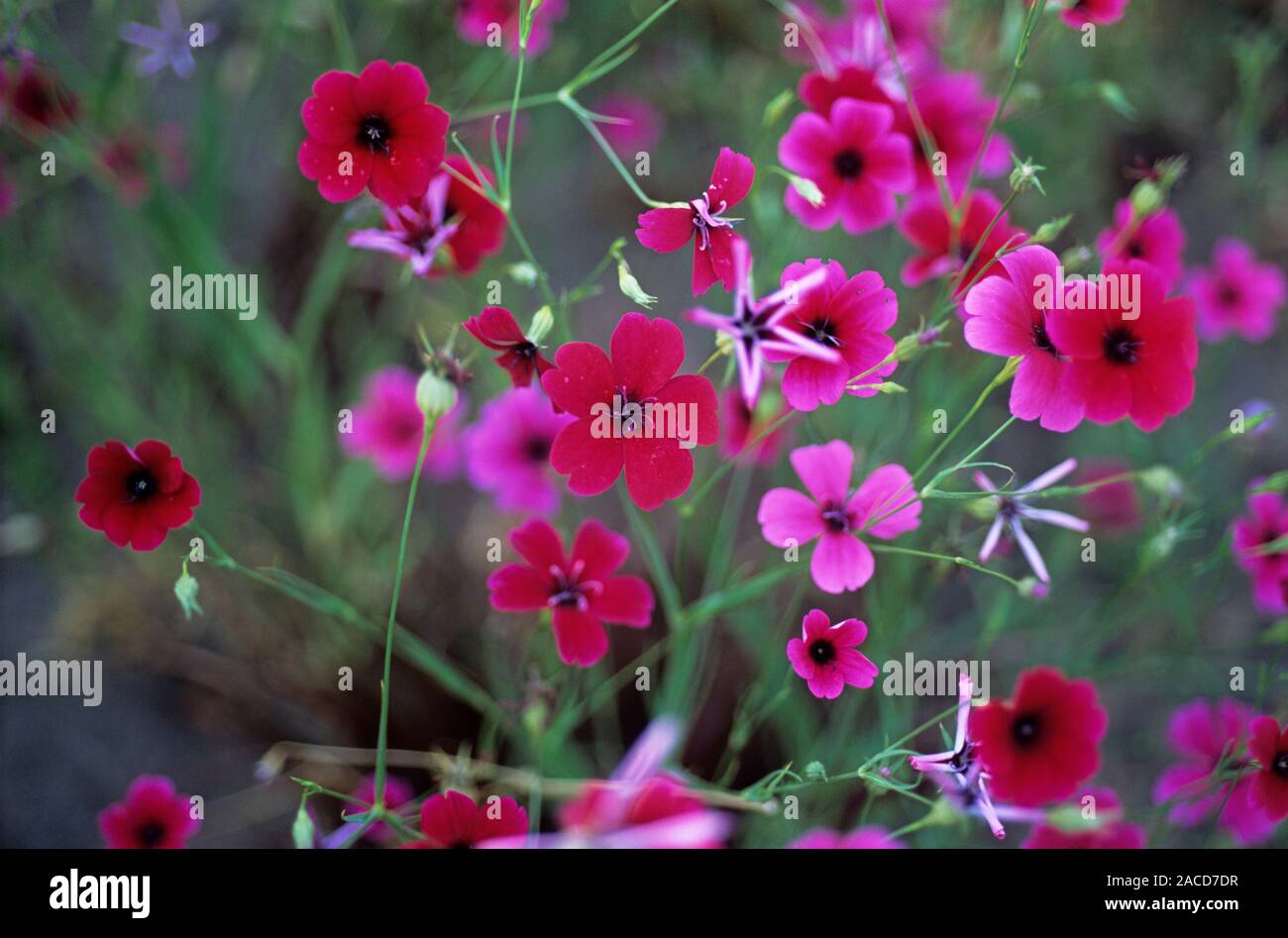Campion (Silene occulata cardinalis) flowers. Photographed in July in ...
