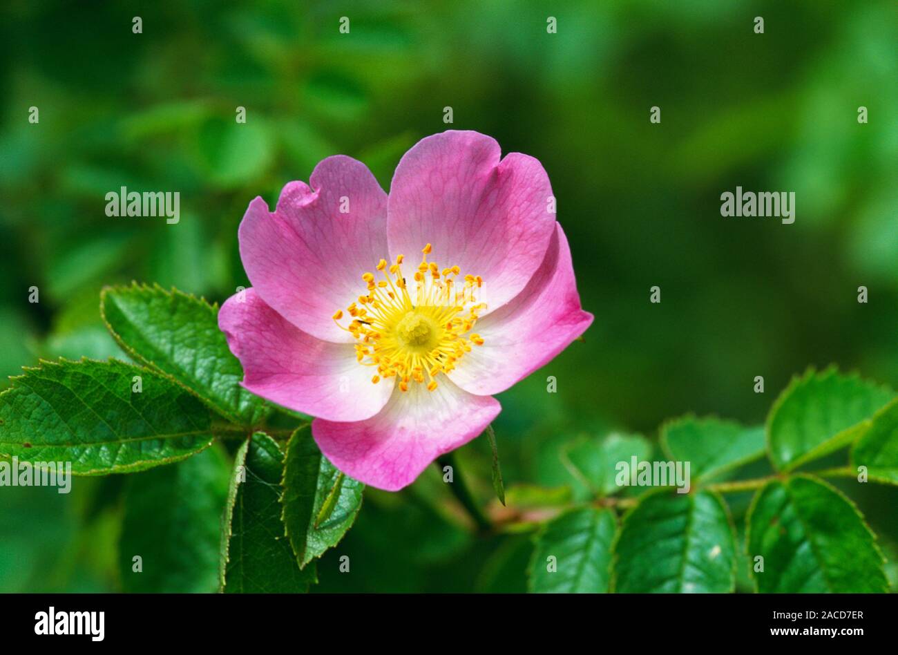 Rose (Rosa rubiginosa 'Sweet Briar') flower Stock Photo - Alamy