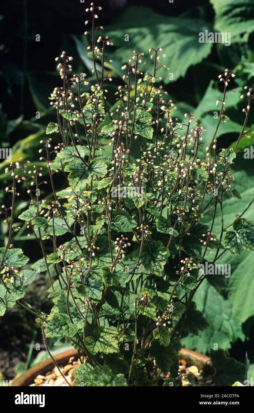 Foamflower (Tiarella polyphylla 'Filigran' Stock Photo - Alamy
