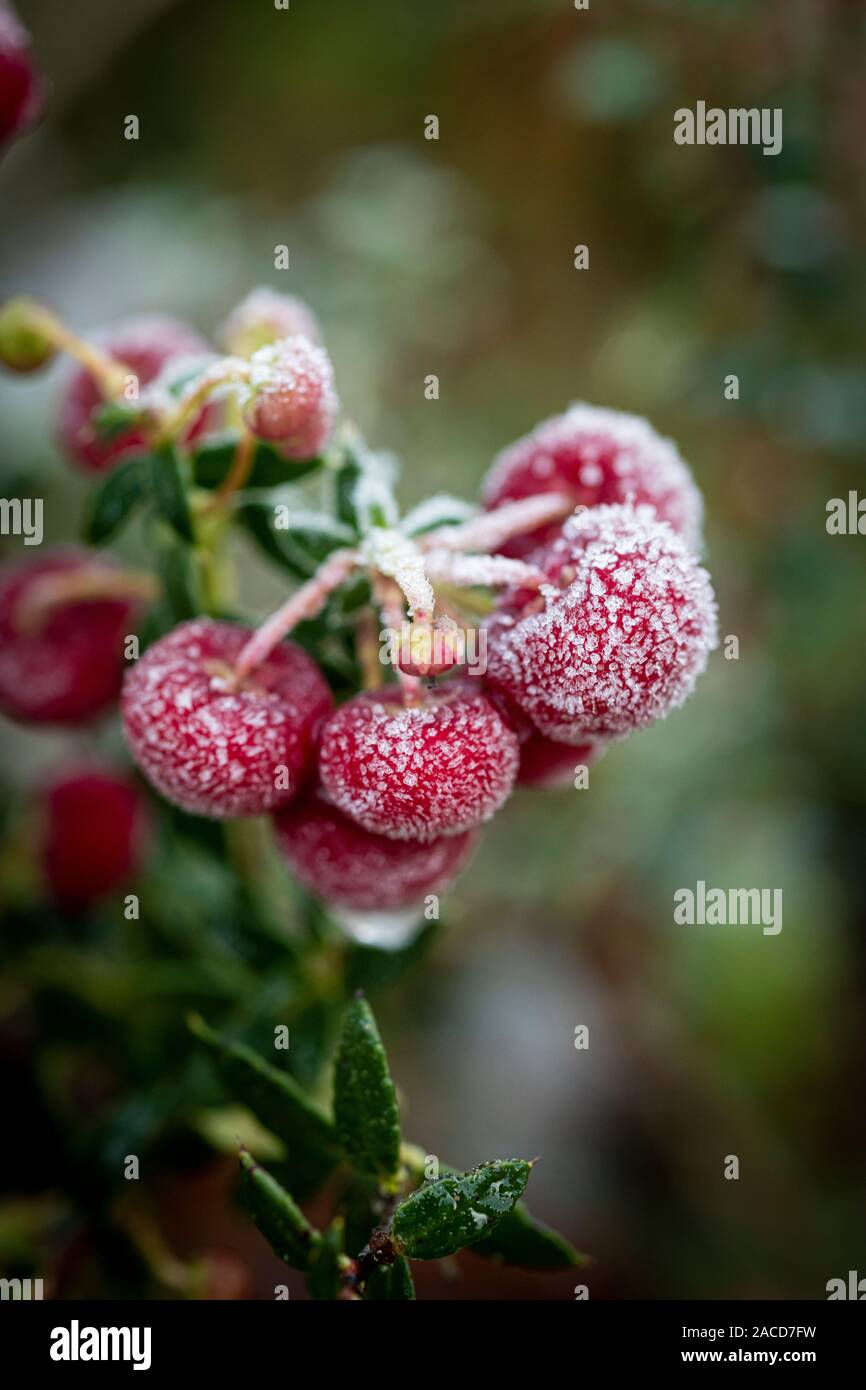 Frost covered bright red berries Stock Photo - Alamy