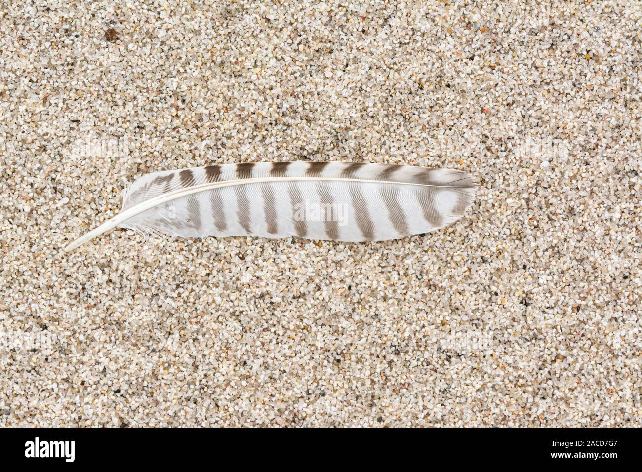 Gull feather hi-res stock photography and images - Alamy