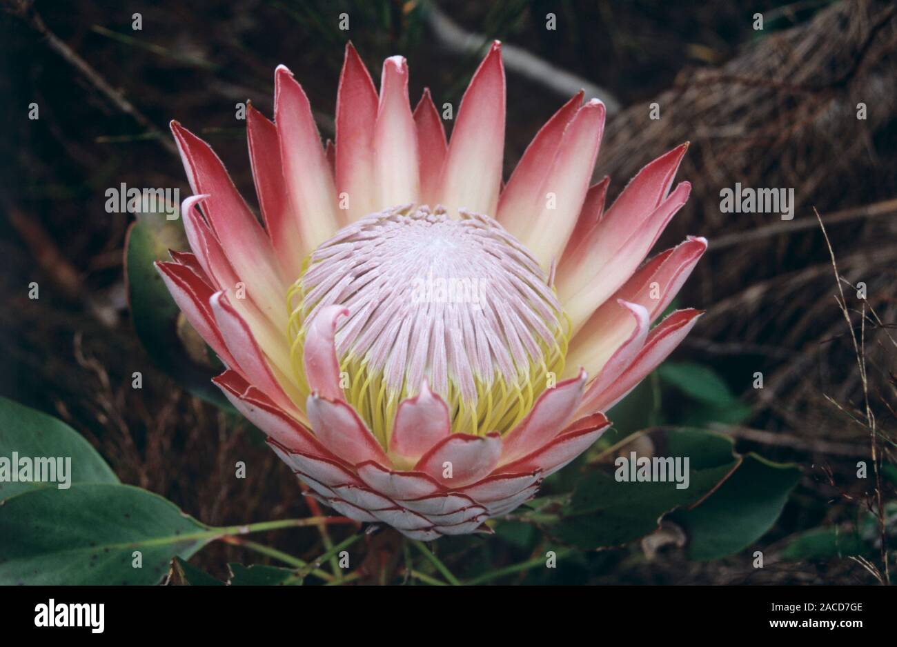 King protea flowerhead (Protea cynaroides), the national flower of ...