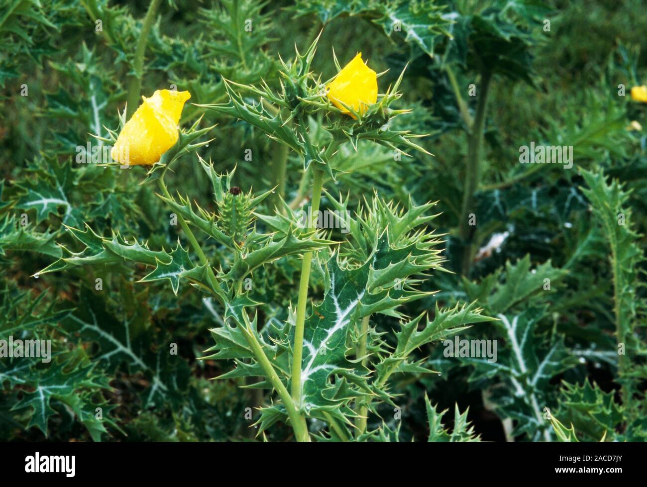 Mexican prickly poppy (Argemone mexicana). Photographed at Daniel Stowe ...