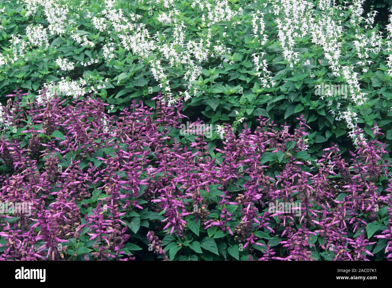 Sage flowers (Salvia splendens). S. splendens 'Snow Nymph' produces ...