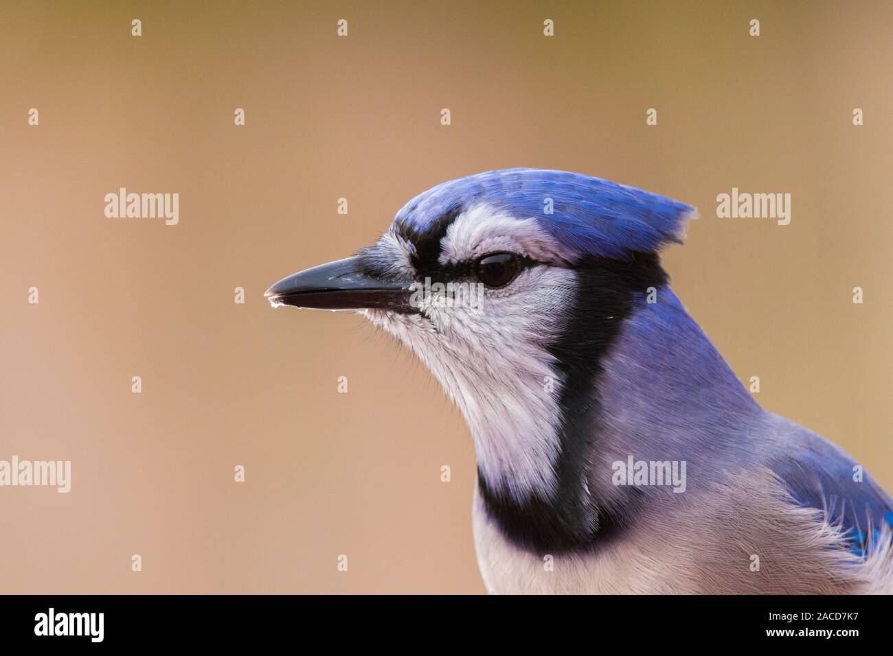 Blue jay with bokeh background hi-res stock photography and images - Alamy