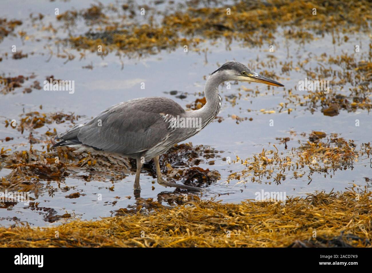 Heron fishing british birds hi-res stock photography and images - Alamy