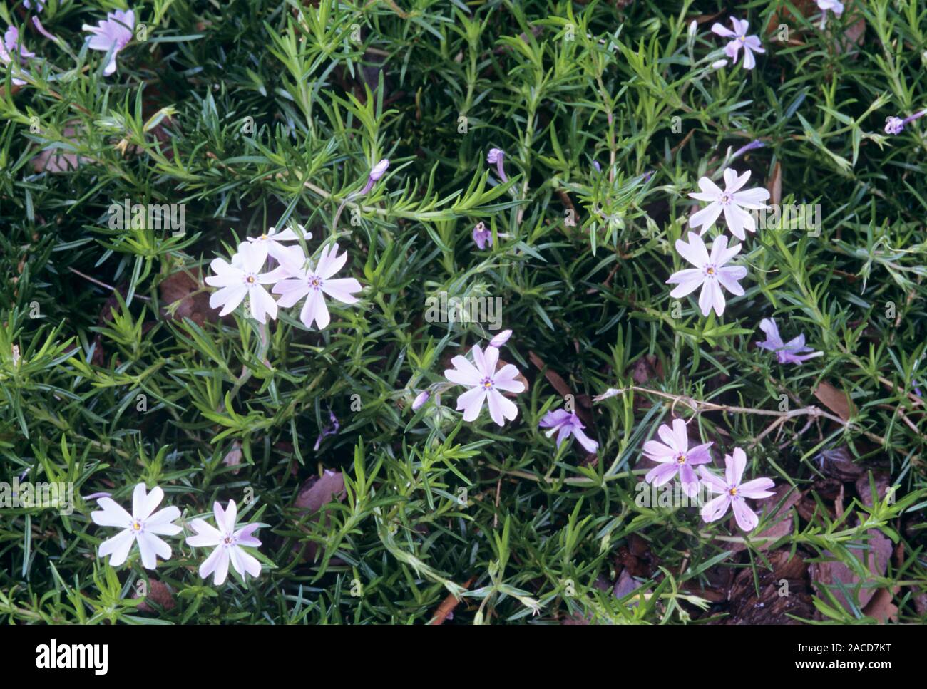 Creeping phlox flowers (Phlox subulata 'Lavender'). Photographed at ...