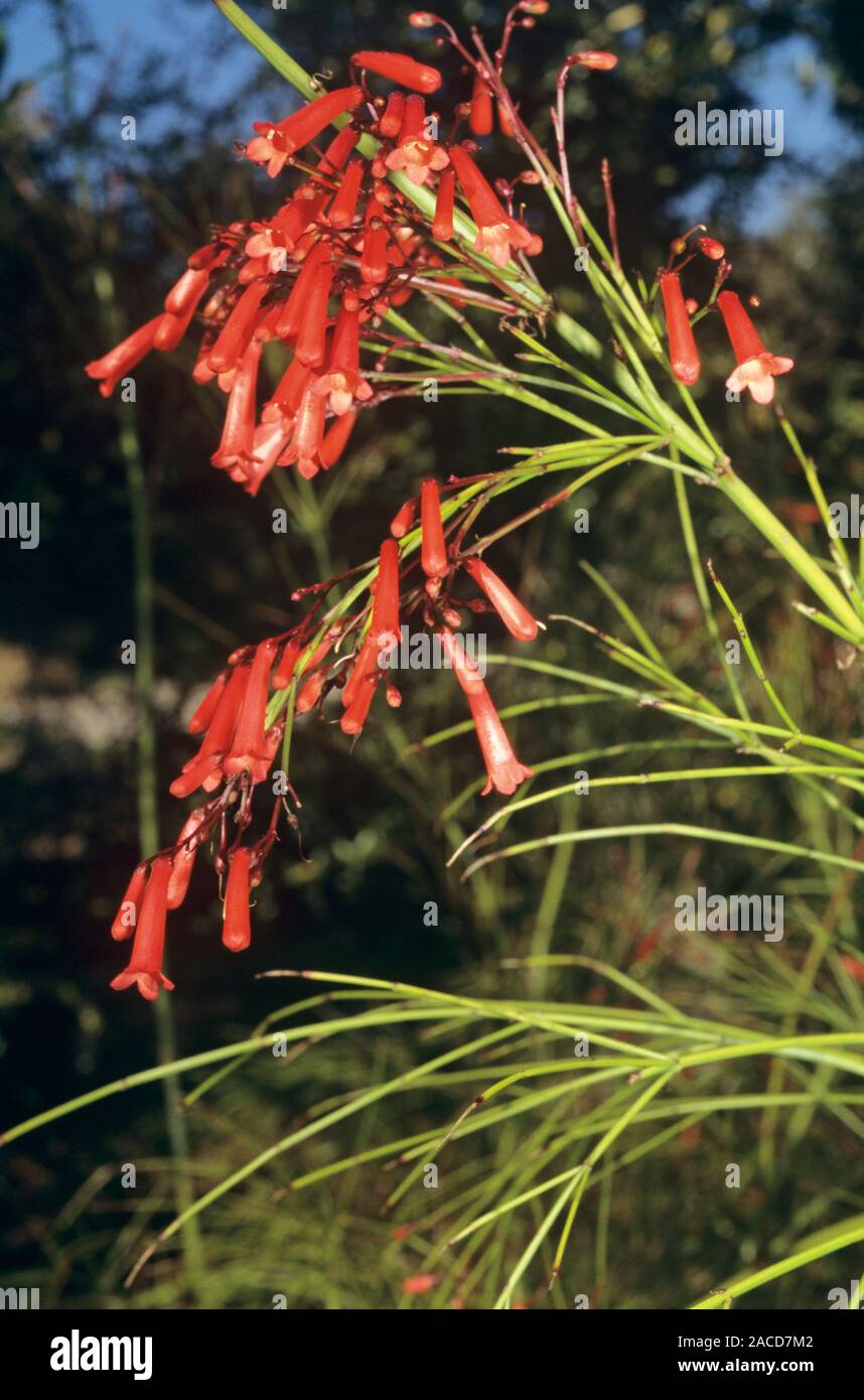 Firecracker plant (Russelia equisetiformis). Photographed at Harry P ...
