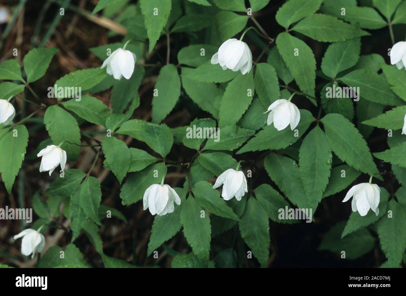 Anemone flowers (Anemone trifolia). Photographed in the Dolomites ...