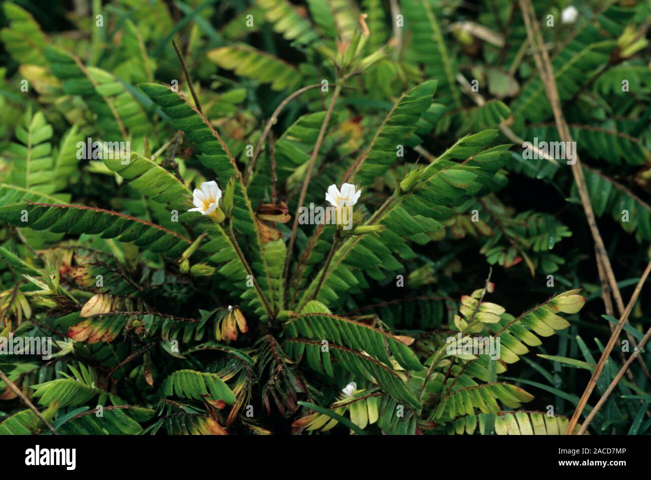 Biophytum dendroides flowers. The leaves of this plant are sensitive to ...